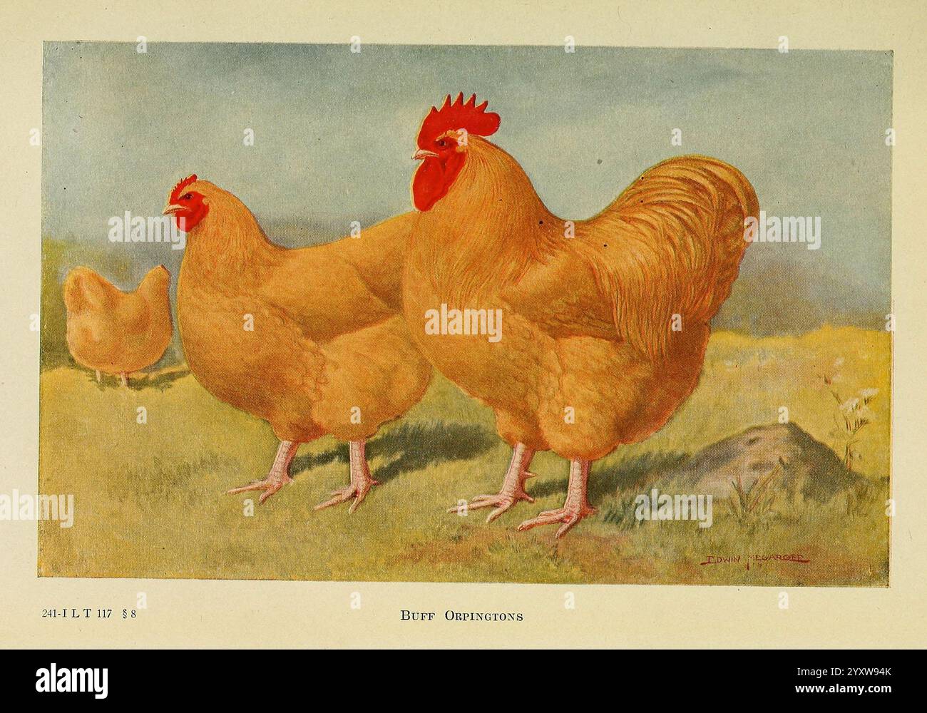 Glossy feathers catching hi-res stock photography and images - Alamy