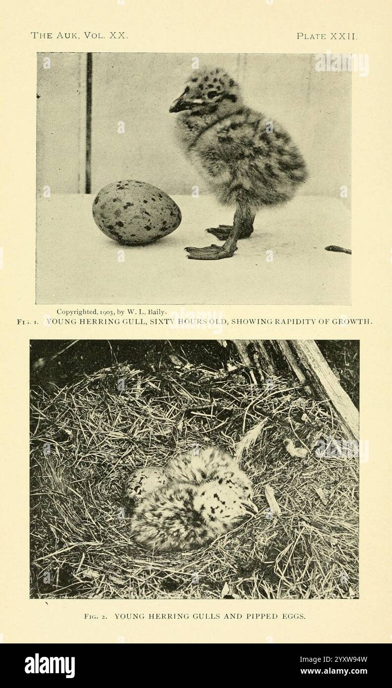 Sixty hours old hi-res stock photography and images - Alamy