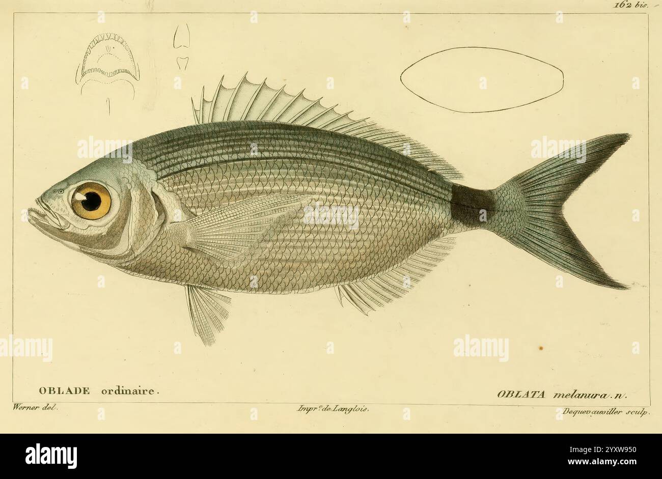 Fish prominently displays hi-res stock photography and images - Alamy