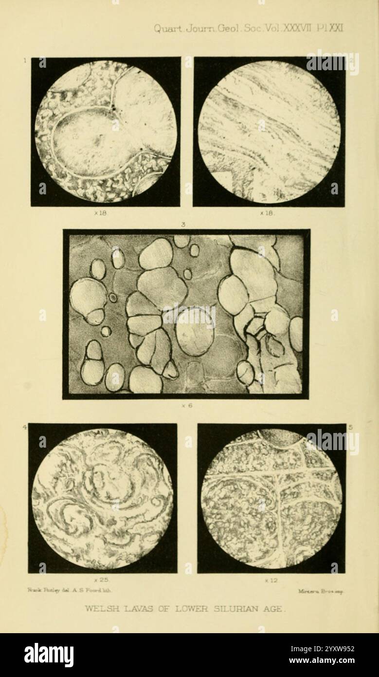 Understanding ancient life forms hi-res stock photography and images ...