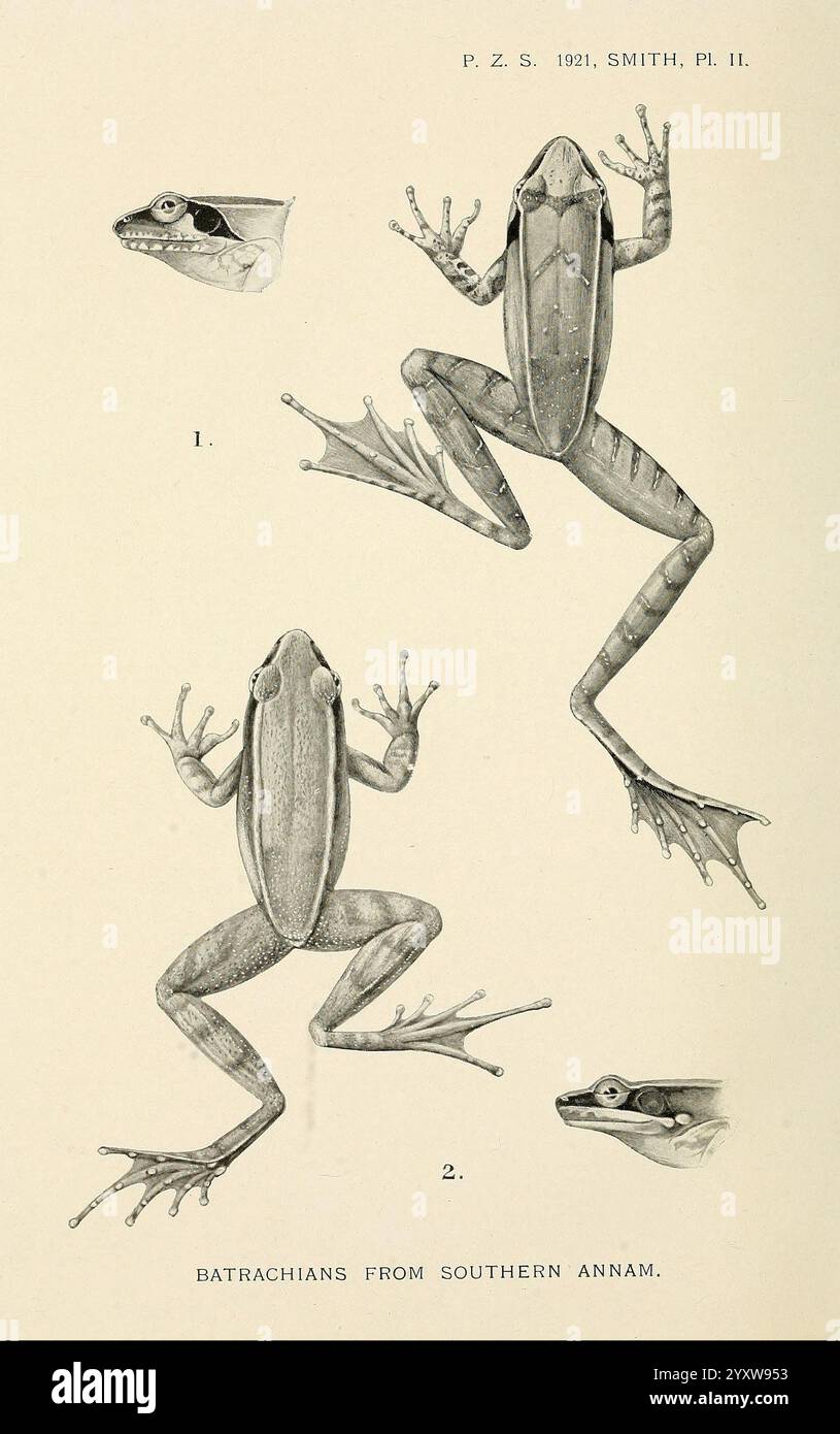 Additional anatomical identifiers hi-res stock photography and images ...