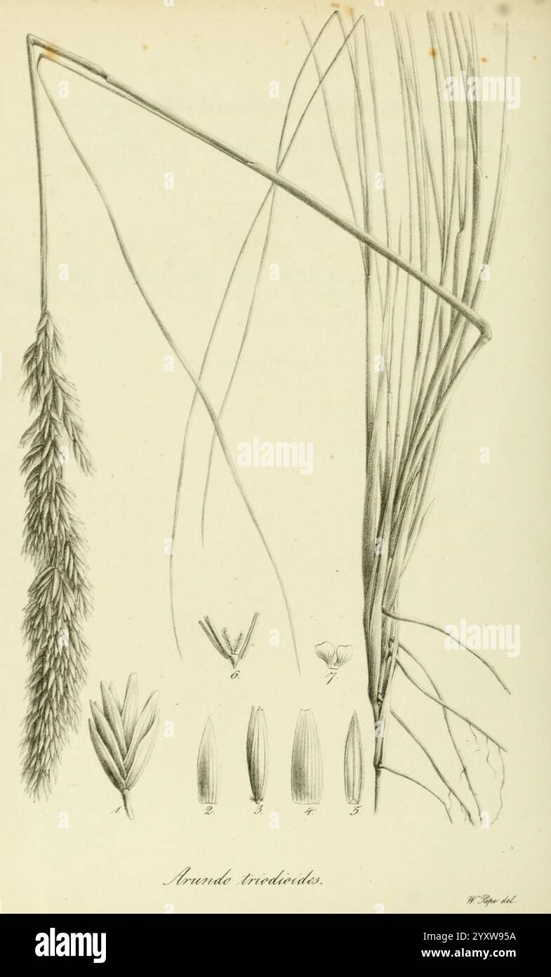 Species Graminum, Petropoli, Impensis Academiae Imperialis Scientiarum ...