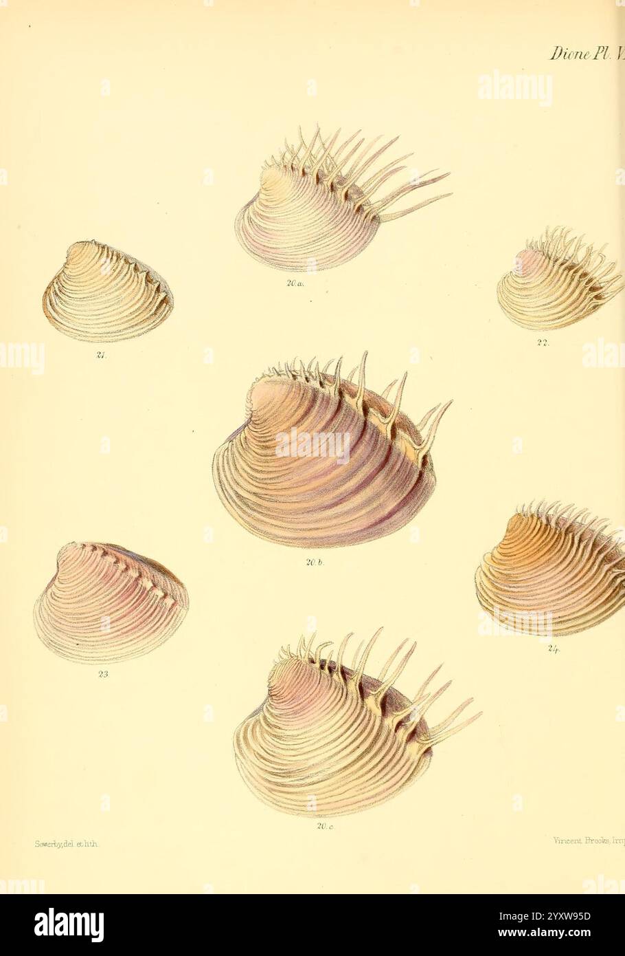 Conchologia iconica, or Illustrations of the shells of molluscous ...