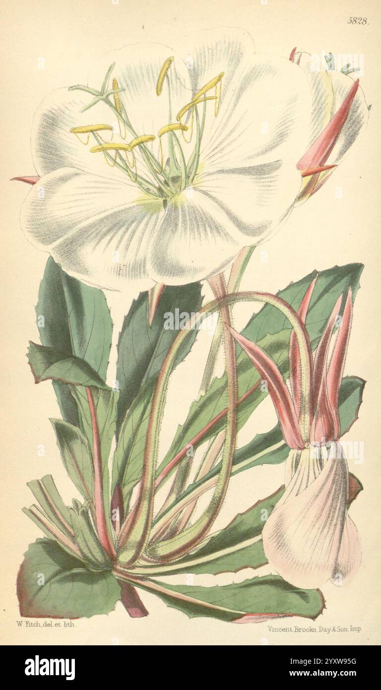 Family onagraceae tufted evening primrose gumbo lily taxonomy hi-res ...