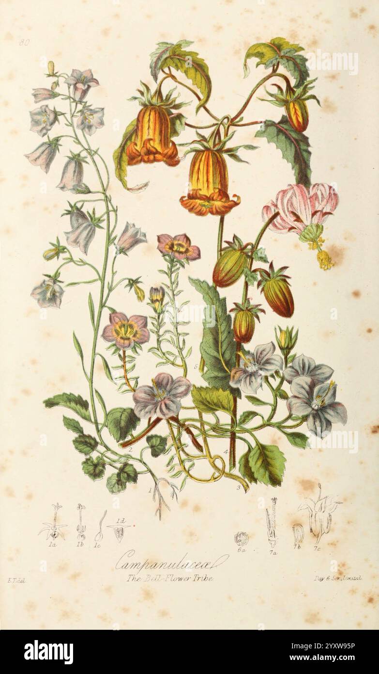 Illustrations of the natural orders of plants with groups and ...