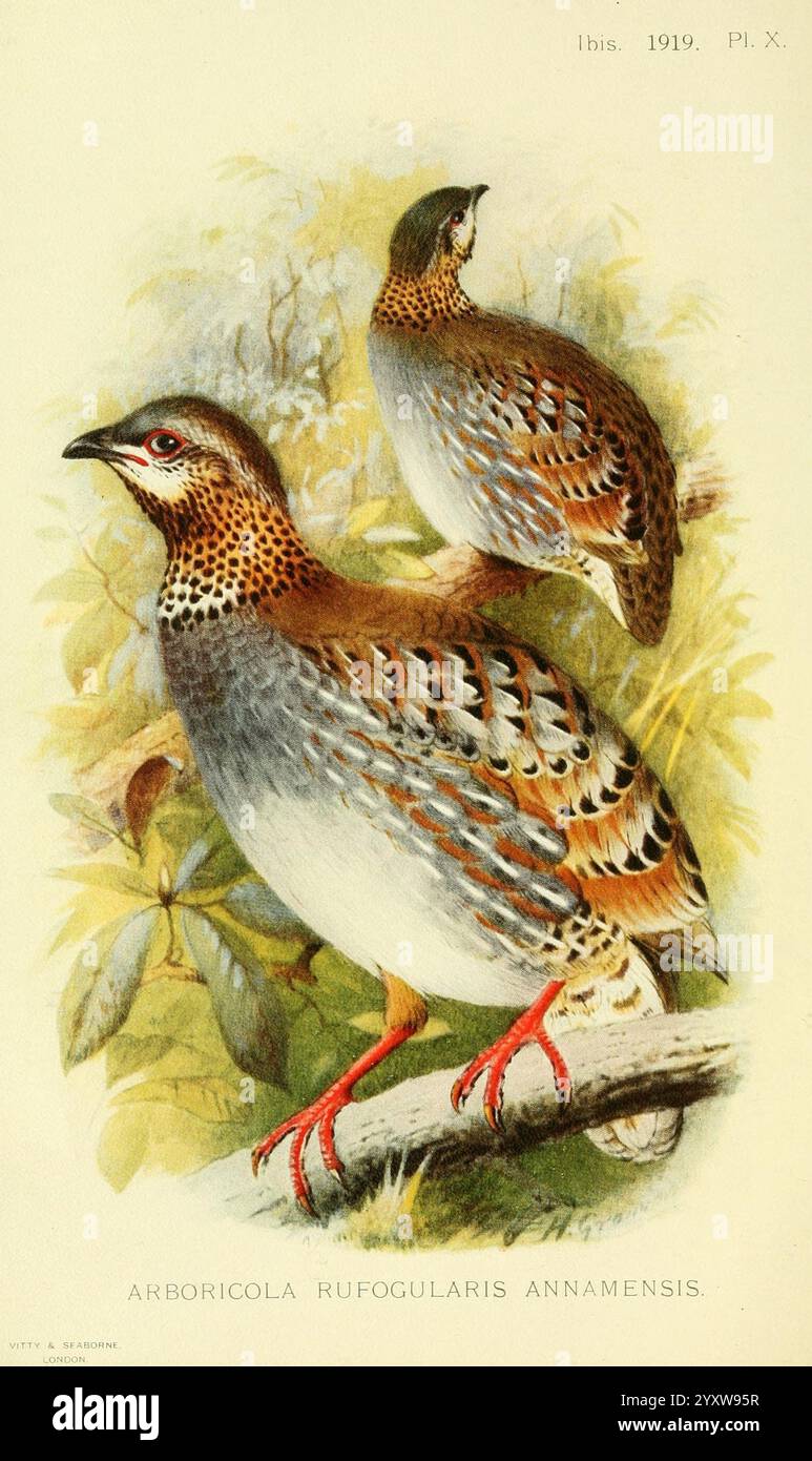 Ibis London Published for the British Ornithologists' Union by Academic ...