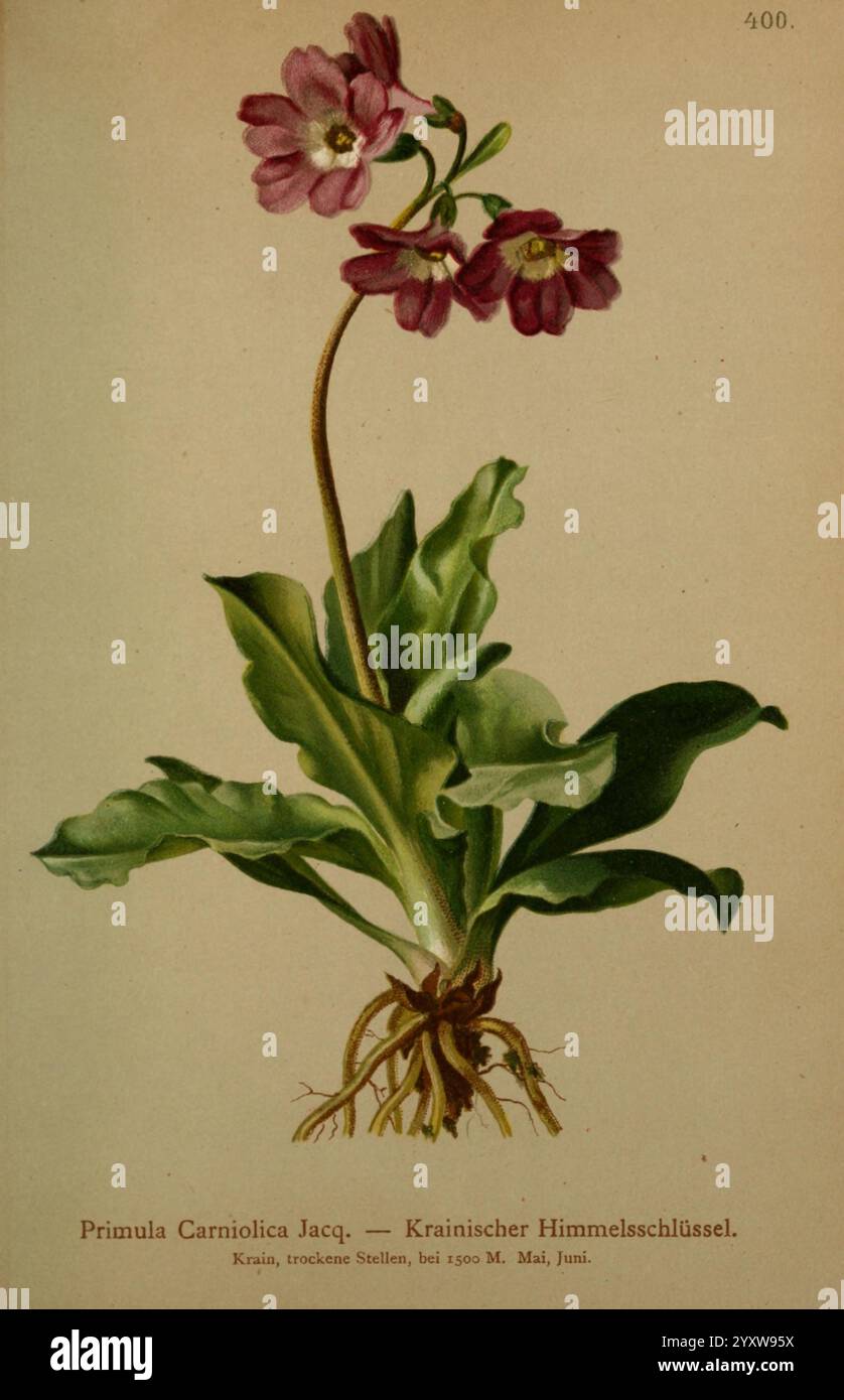 Atlas der Alpenflora Wien Alpenvereins 1882 alps atlases mountain ...