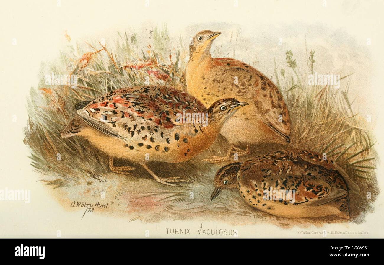 Indian sporting birds london francis edwards 1915 birds game hi-res ...