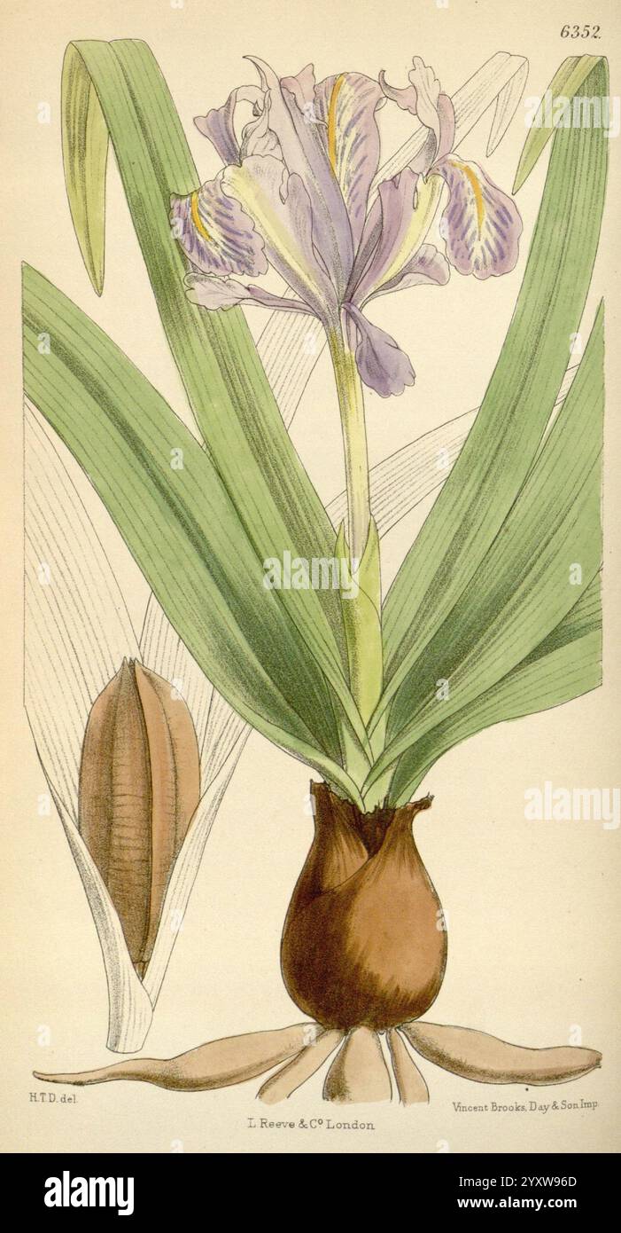 Iriss anatomy hi-res stock photography and images - Alamy