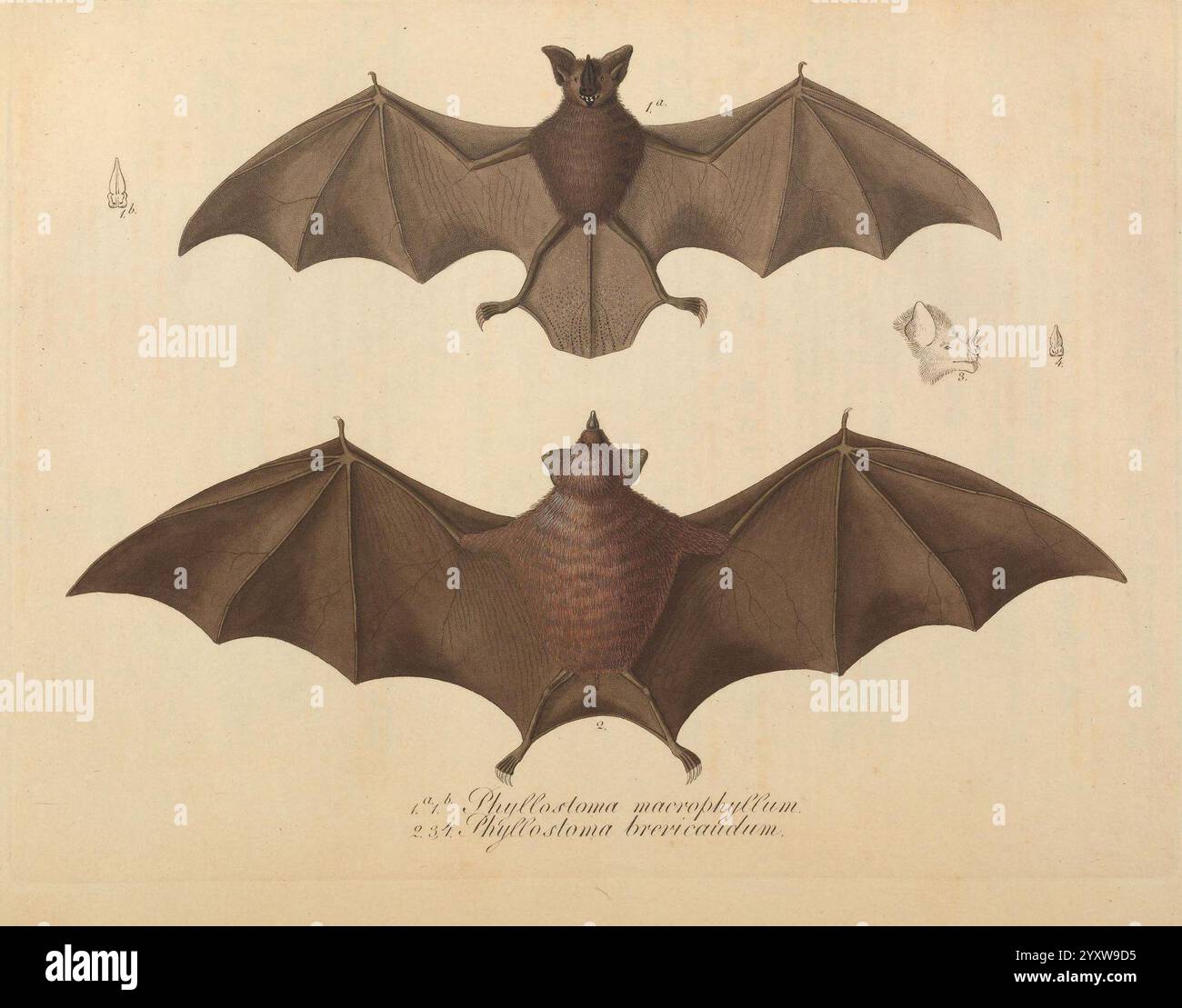 Bats distinctive shape hi-res stock photography and images - Alamy