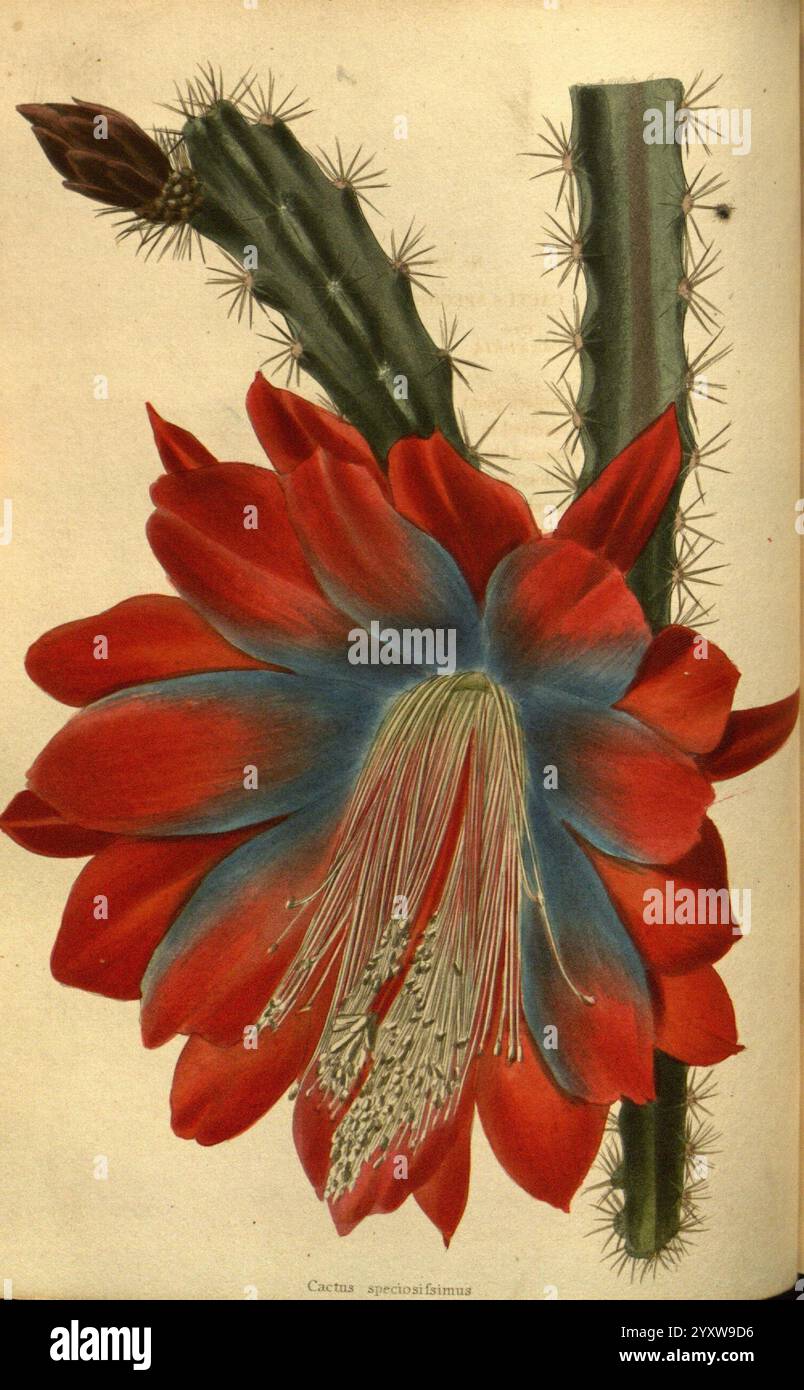 The Botanical Cabinet, London, John & Arthur Arch, 1817-1833, A vibrant ...