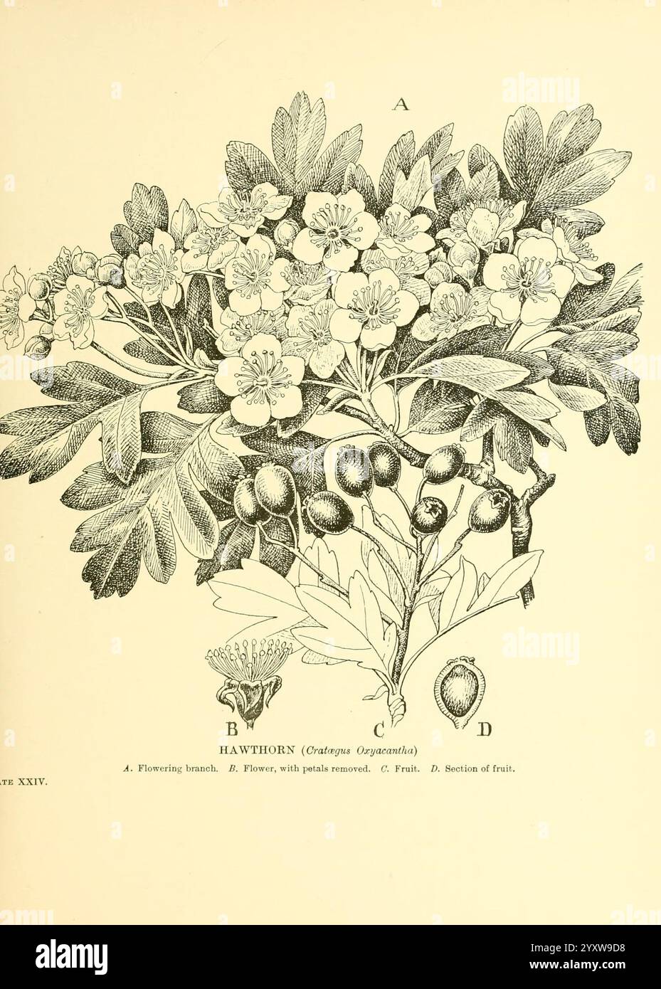 Trees and shrubs of the British Isles, London Dent 1909, botany, Great ...
