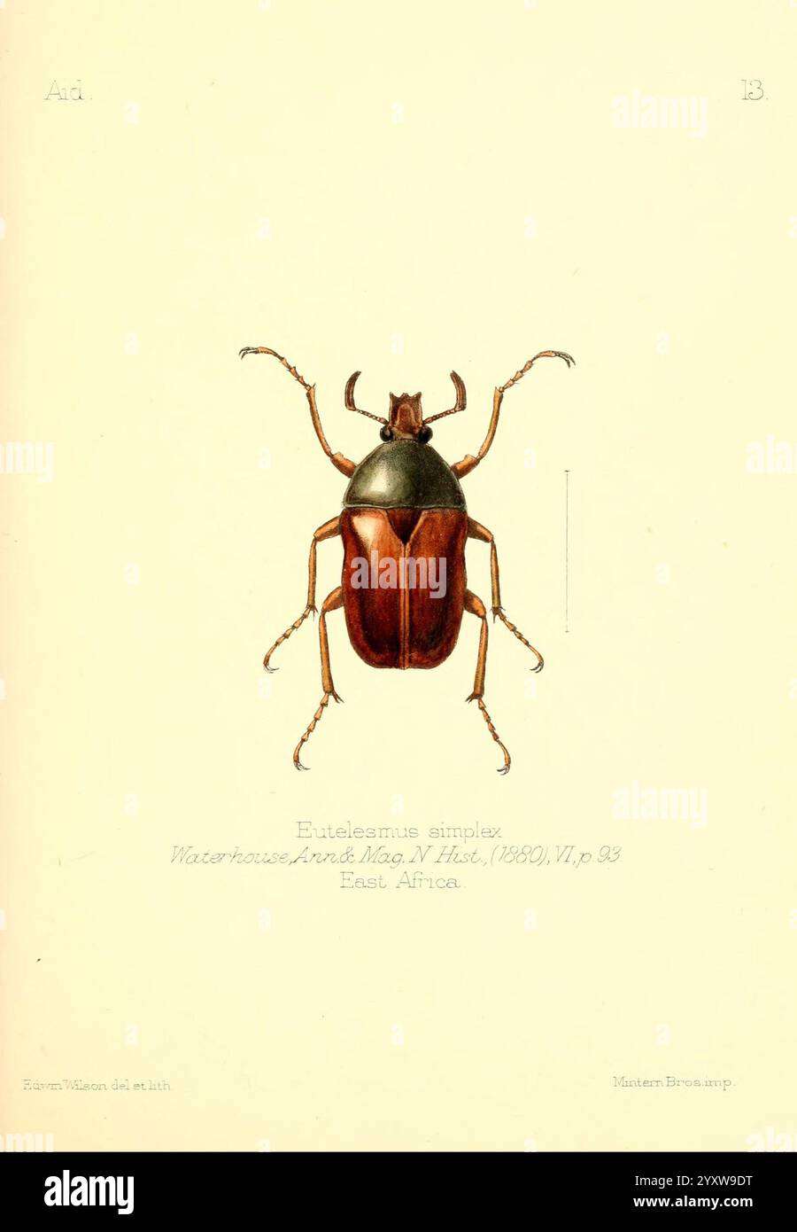 Aid to the Identification of Insects London, E.W. Janson, 1880-90 ...