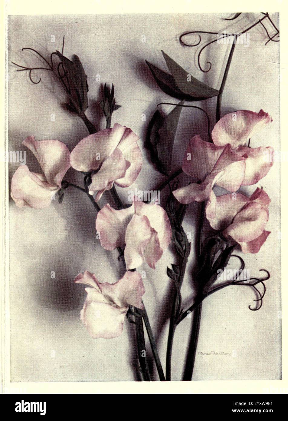 Refined manner hi-res stock photography and images - Alamy