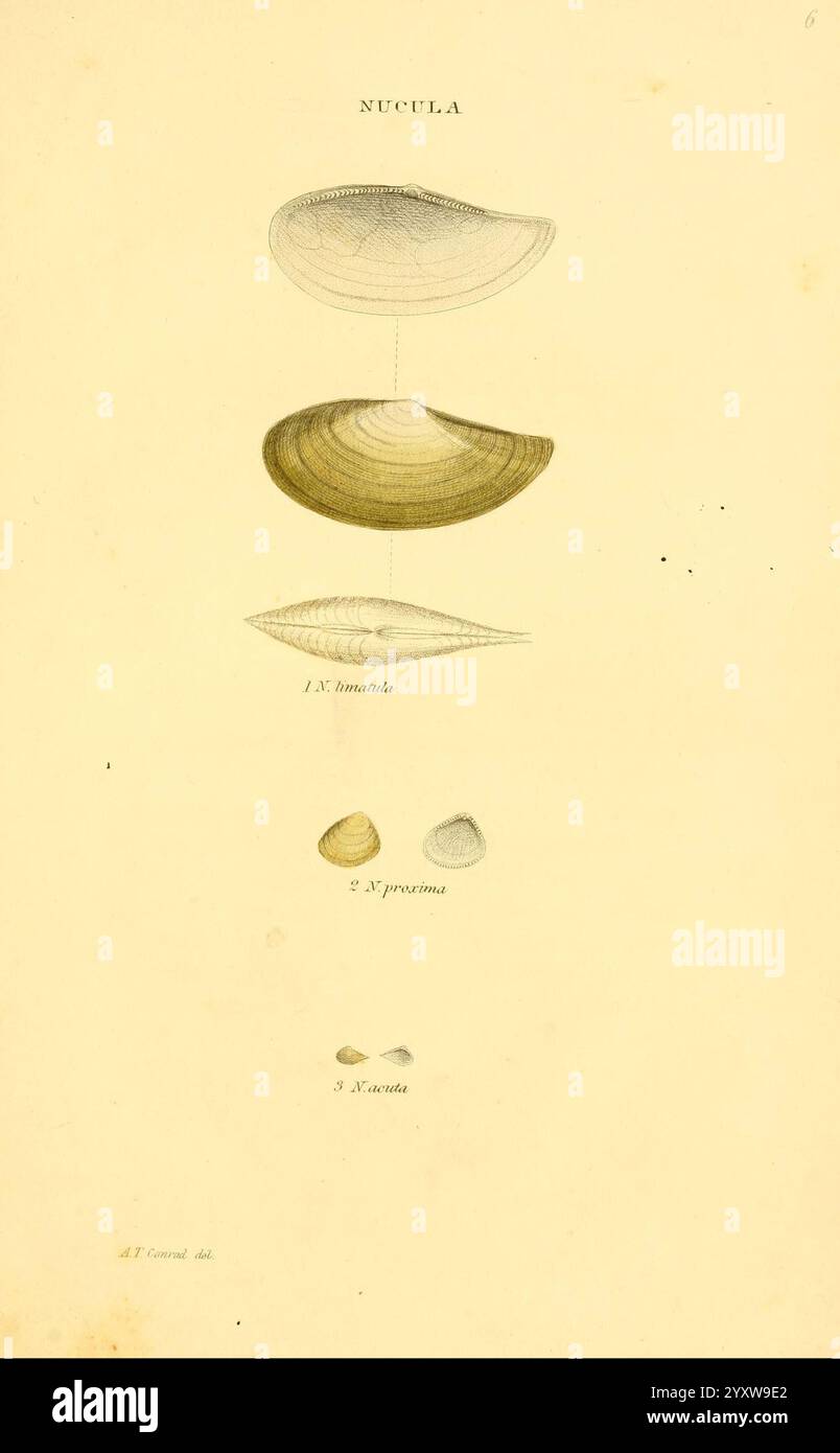 Rounded examples hi-res stock photography and images - Alamy