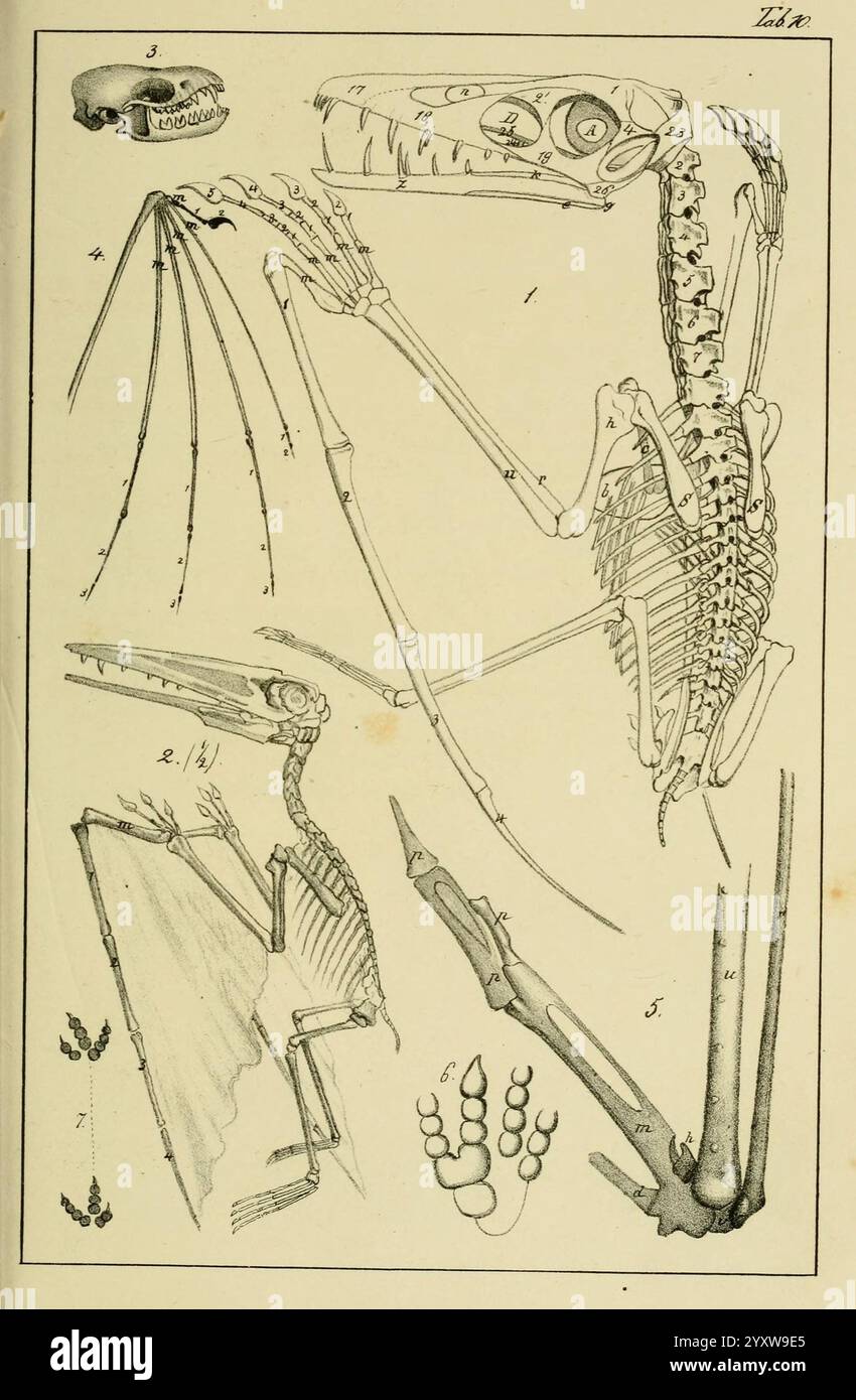 Handbuch der Petrefaktenkunde, Tübingen, H. Laupp, 1852, fossils ...