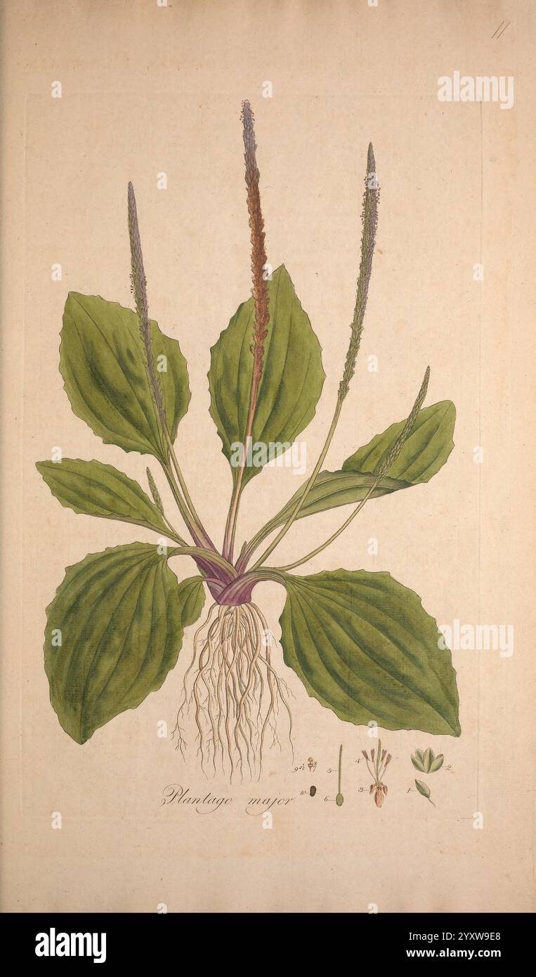 Smaller blooms shown hi-res stock photography and images - Alamy