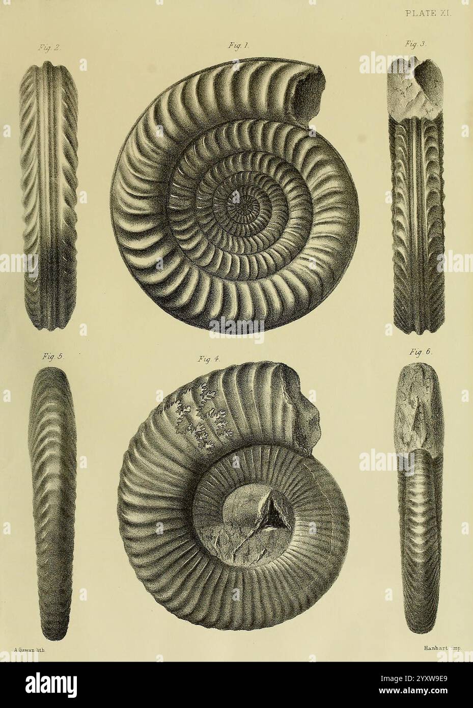 Well defined coil hi-res stock photography and images - Alamy