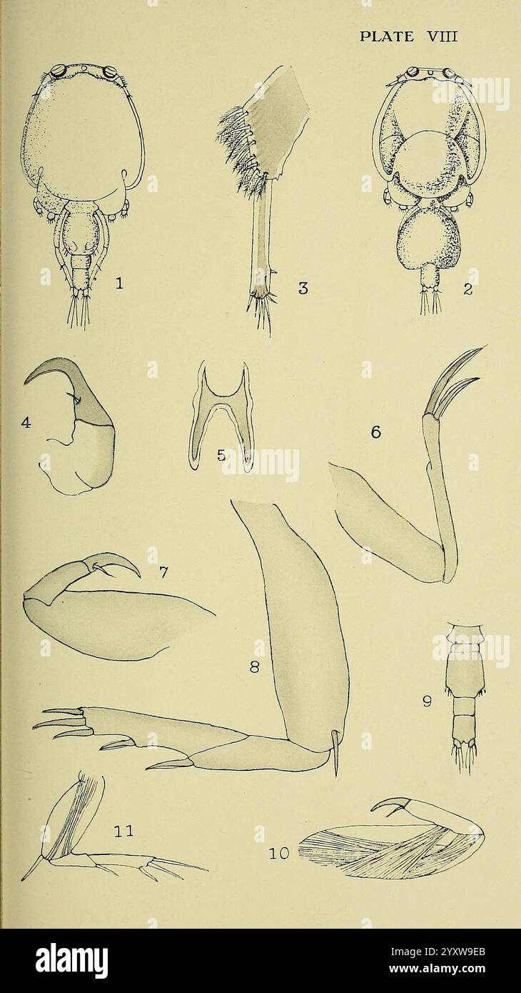 Understanding parasites hi-res stock photography and images - Alamy