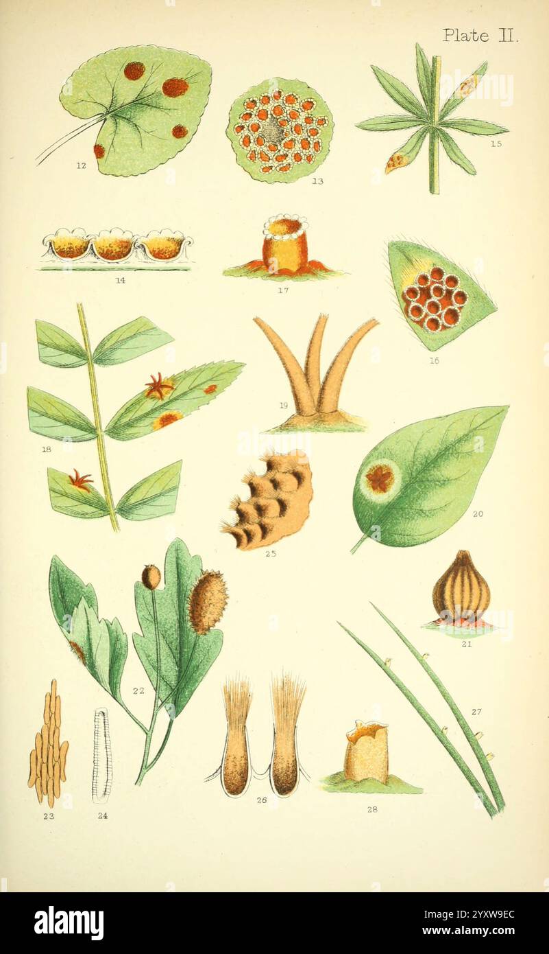 Rust, Smut, Mildew, Mould, London, W.H. Allen, 1898, Great Britain, The ...