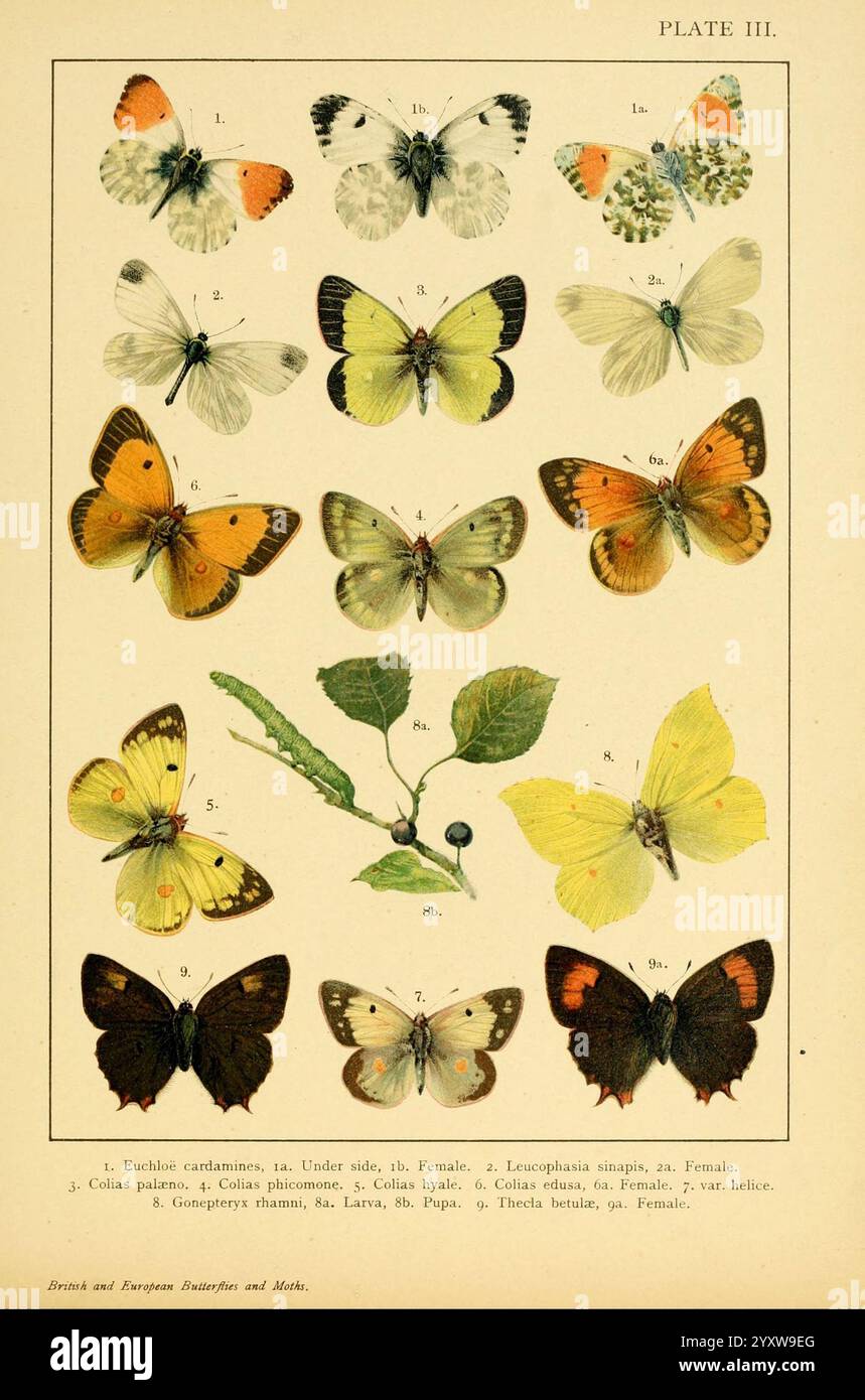 Compilation of various butterfly species hi-res stock photography and ...