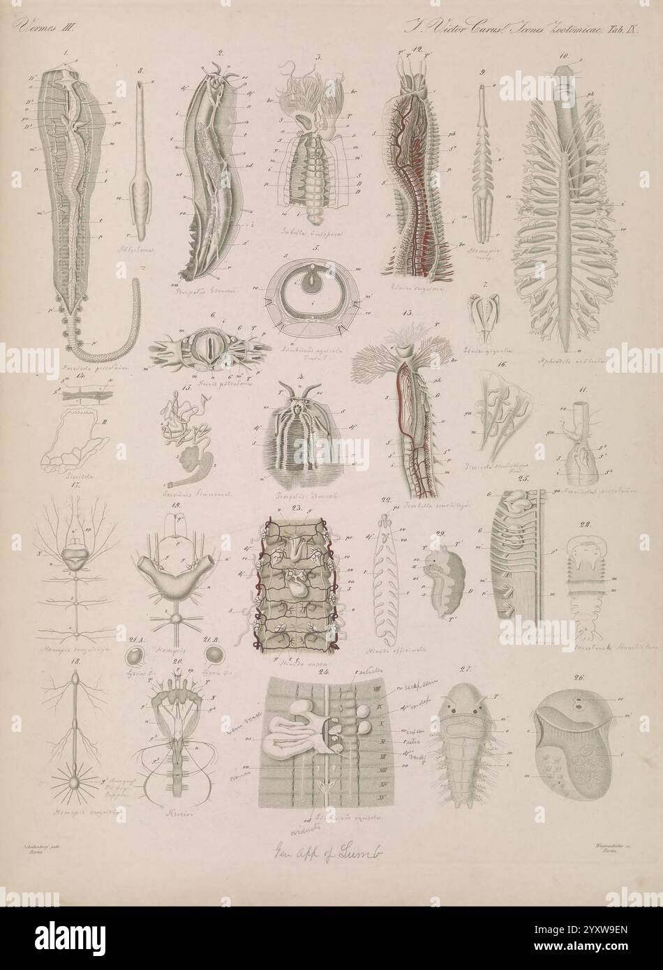 Displaying various anatomical features labeled hi-res stock photography ...