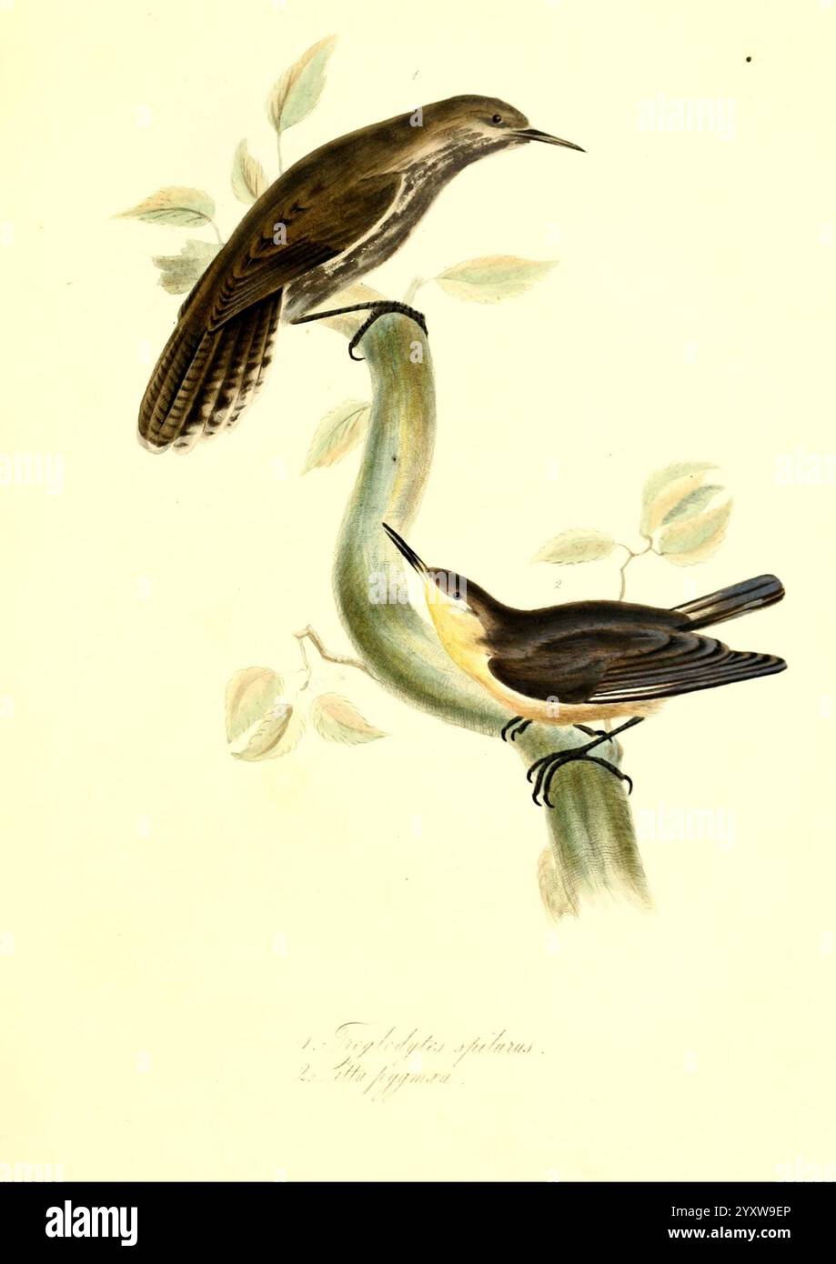 The zoology of Captain Beechey's voyage, 1839, bird, America, geology ...