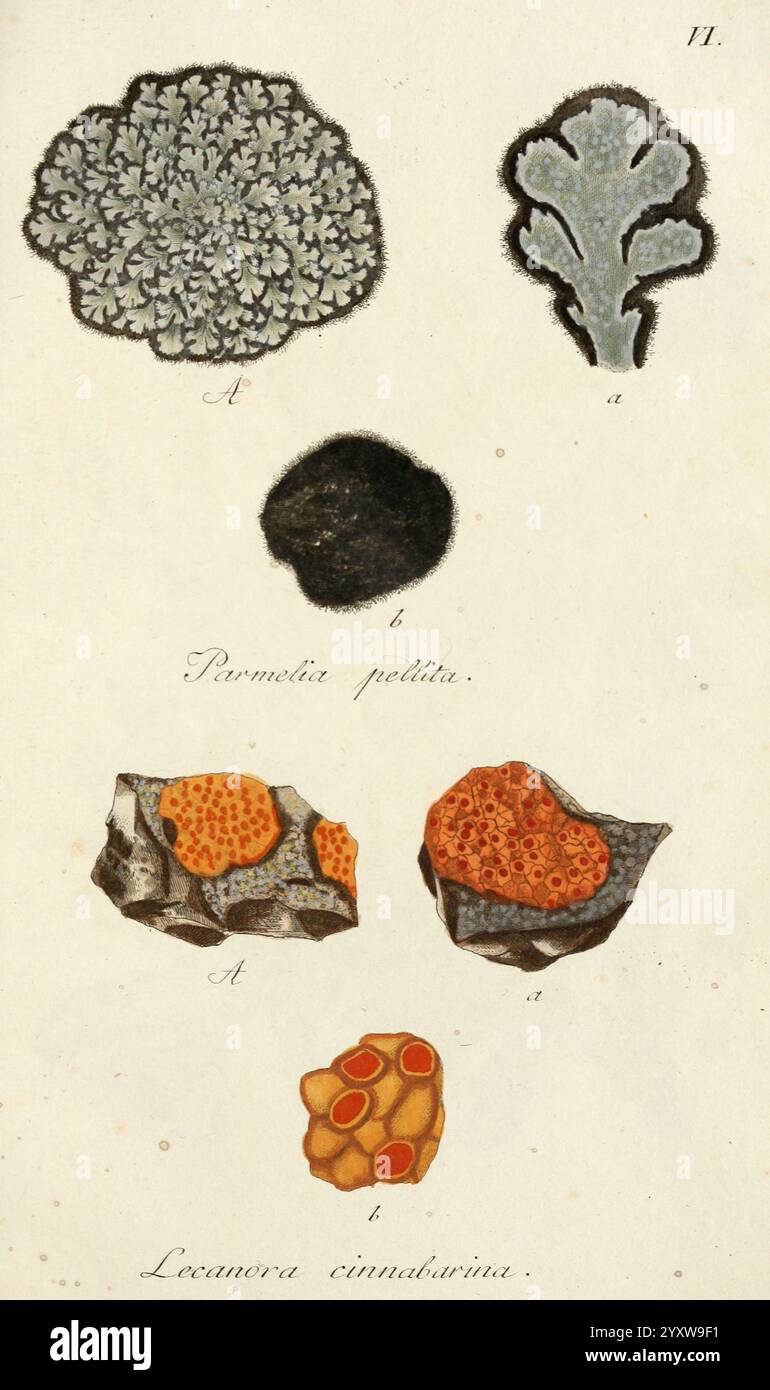 Illustration features three different types hi-res stock photography ...