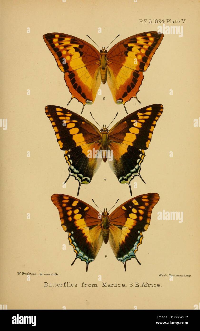 Three distinct butterfly species hi-res stock photography and images ...