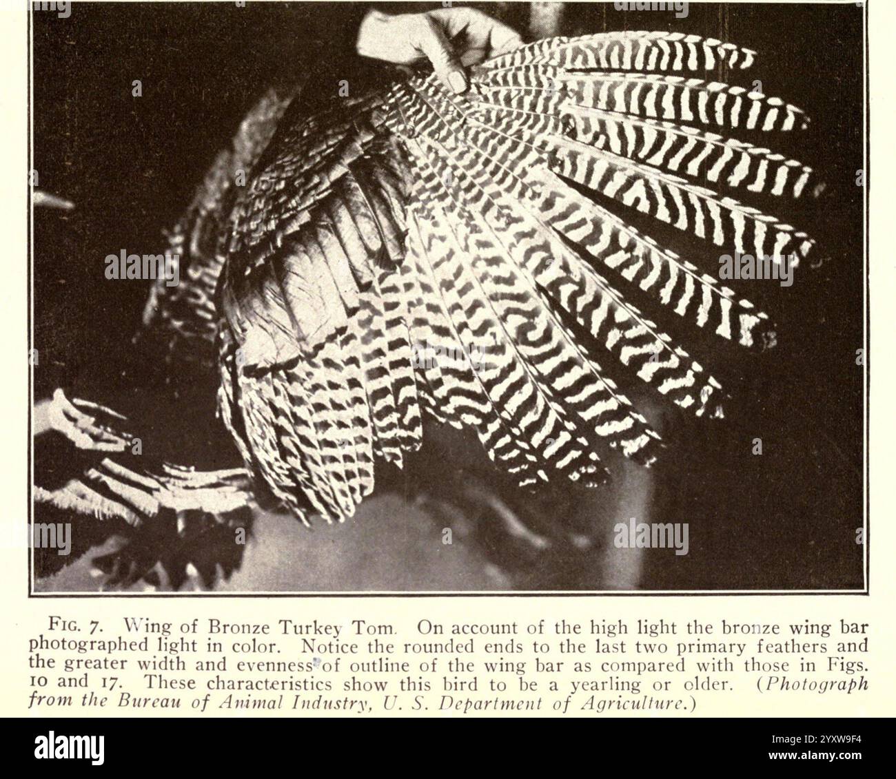 Feather bar structure hi-res stock photography and images - Alamy