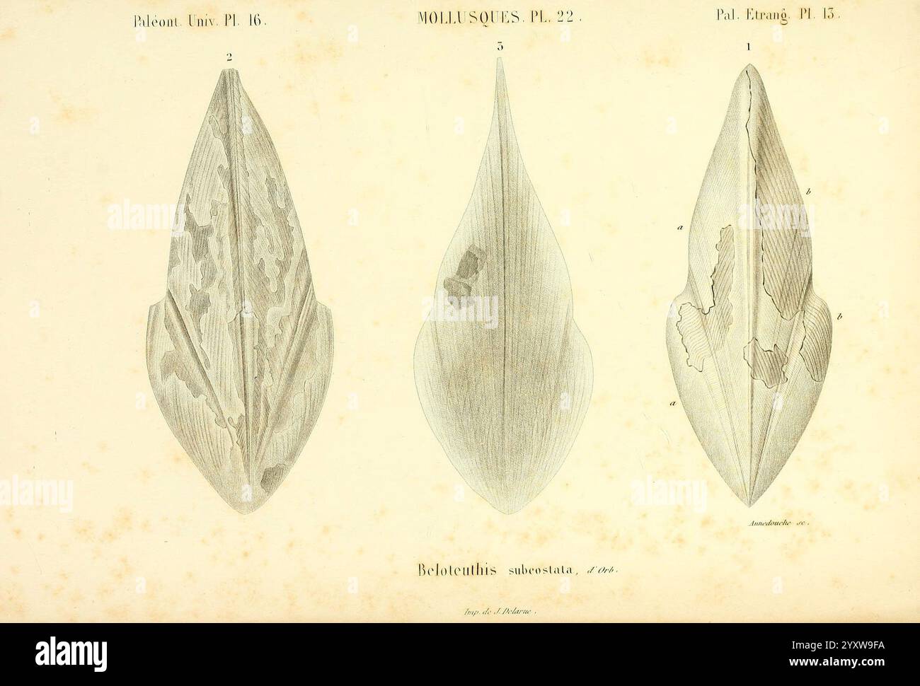 Fossil shell illustrations hi-res stock photography and images - Alamy