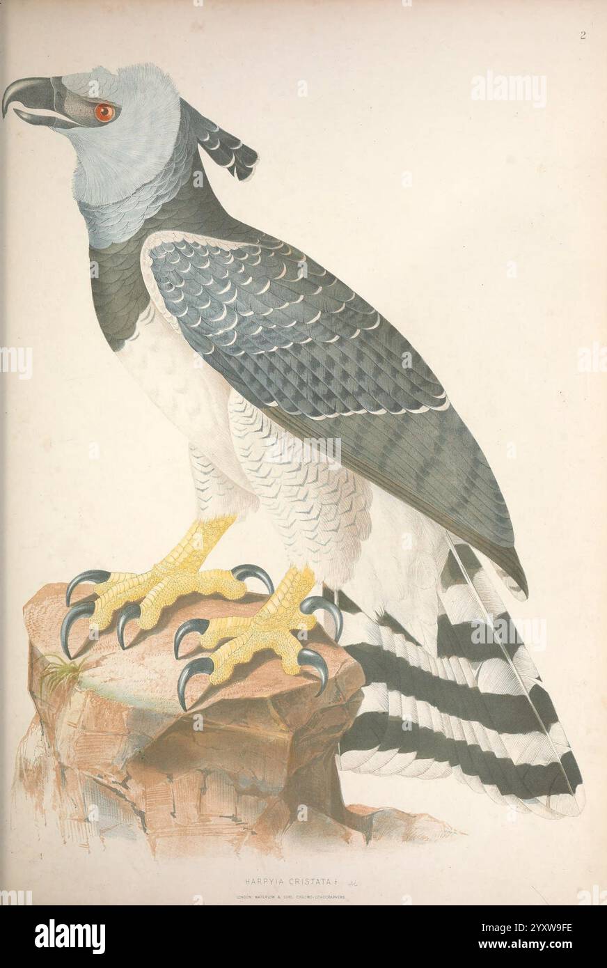 Pictorial works harpyia cristata harpia harpyja harpy eagle hi-res ...