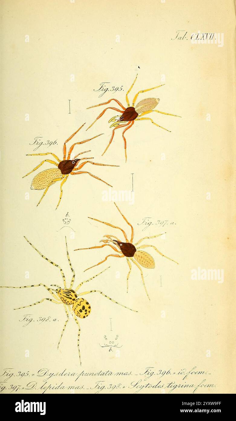 1831 1848 arthropoda hi-res stock photography and images - Alamy