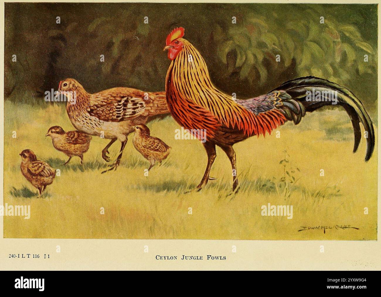 Ceylon jungle fowl family hi-res stock photography and images - Alamy