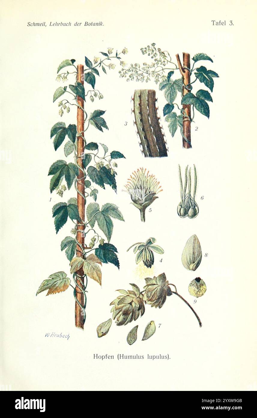 Lehrbuch der Botanik, Leipzig, Quelle & Meyer, 1911, botany, The ...