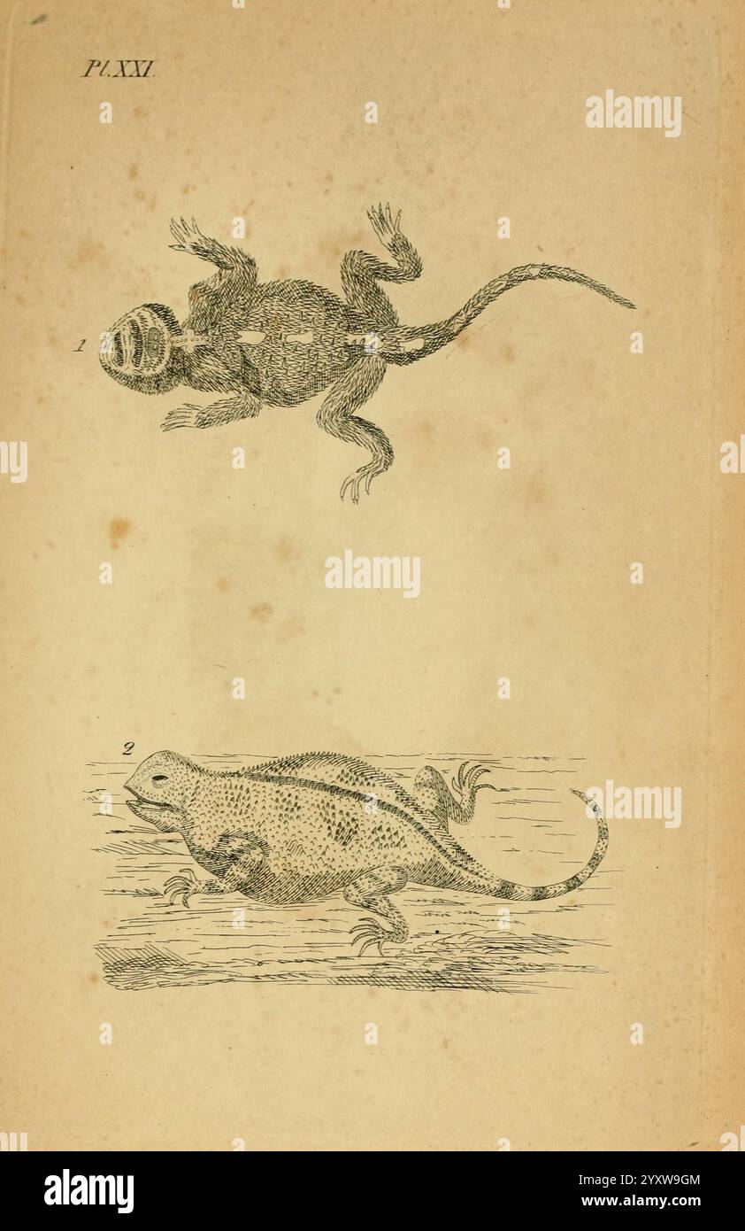 Two distinct reptiles hi-res stock photography and images - Alamy