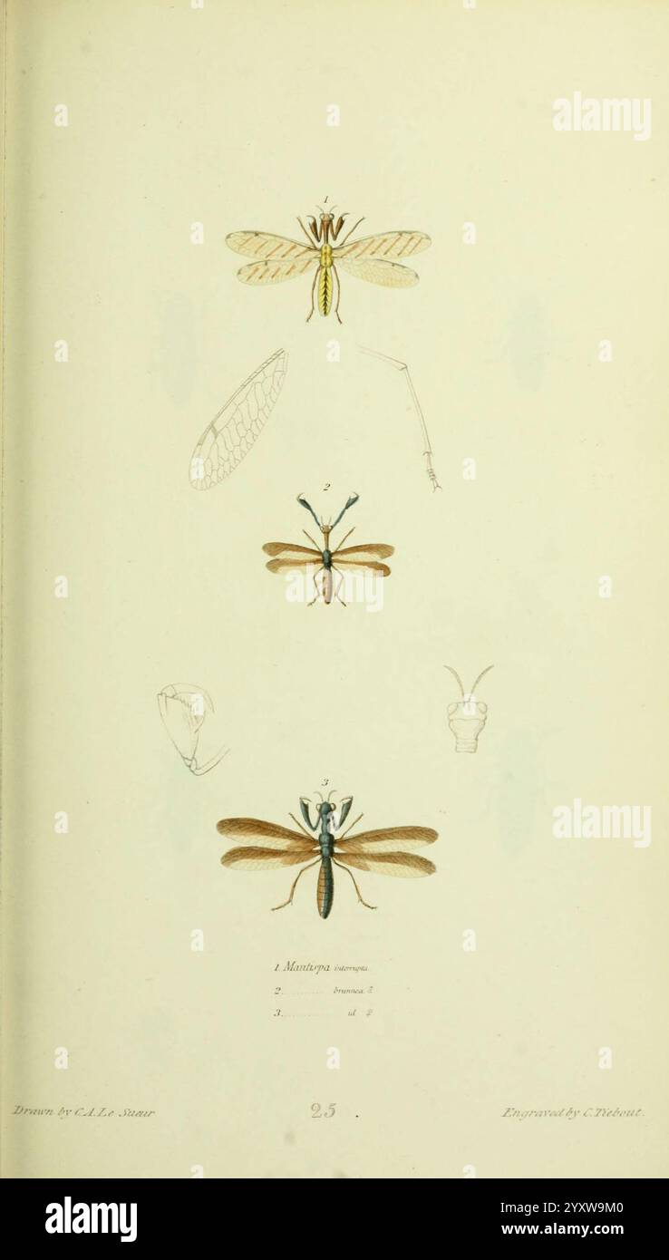 Finely detailed scientific drawings hi-res stock photography and images ...