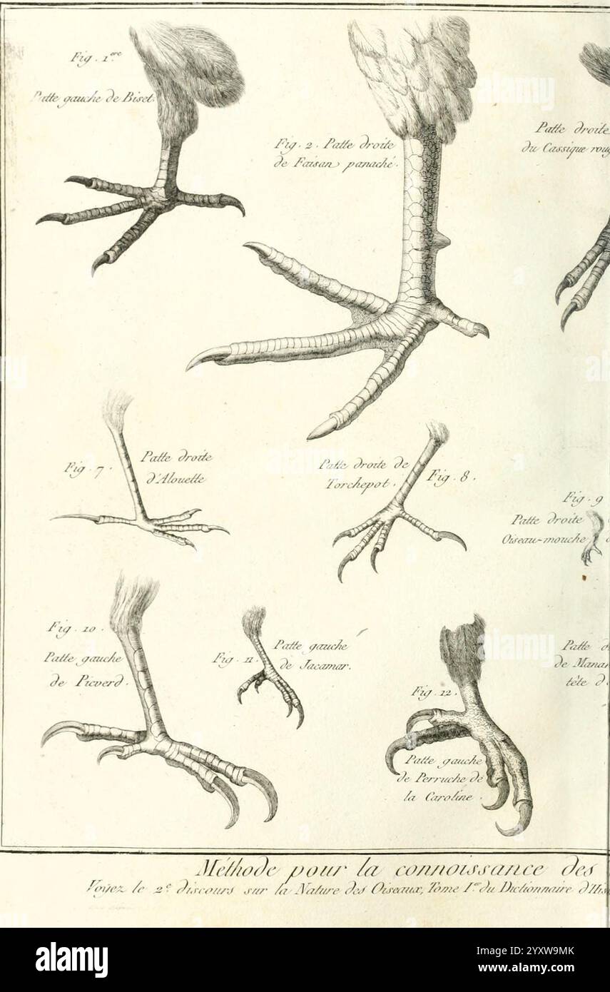Tableau encyclopédique et méthodique des trois règnes de la nature, A ...