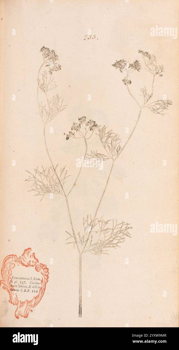 Flora Berolinensis, Berlin, Die Schule, 1757-1758, Carum Sativum ...
