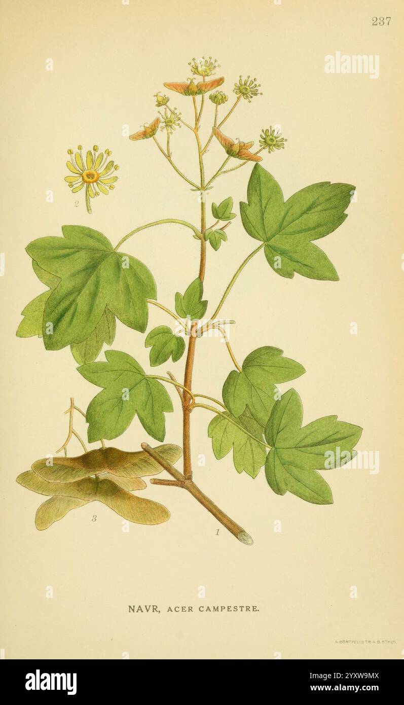 Billeder af nordens flora København, G.E.C. Gad's forlag, 1917-1927 ...