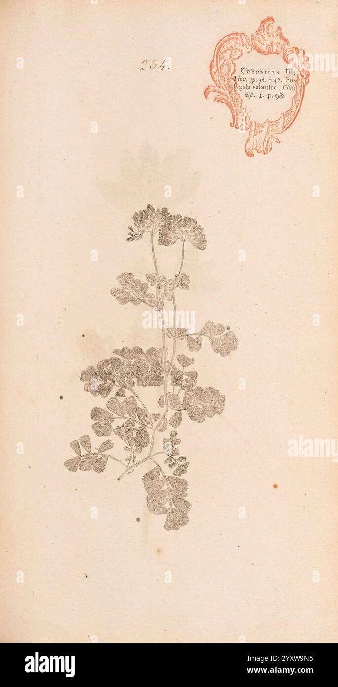 Flora Berolinensis, Berlin, Die Schule, 1757-1758, Coronilla valentina ...