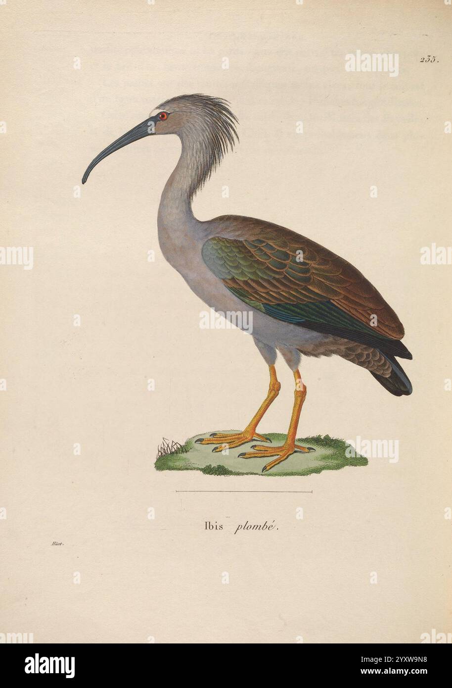 Nouveau recueil de planches coloriées d'oiseaux A Strasbourgh Chez ...