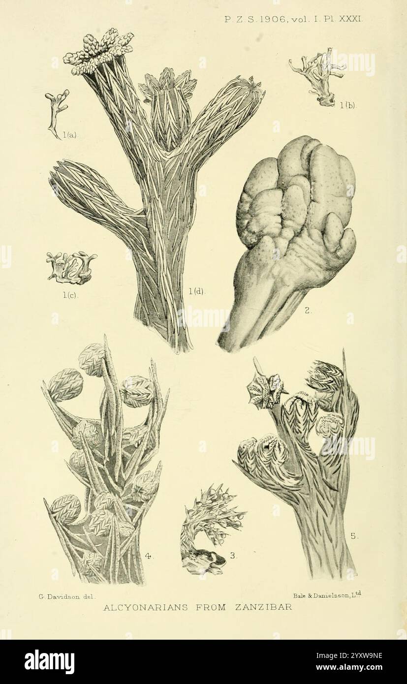 Proceedings of the Zoological Society of London London Academic Press ...