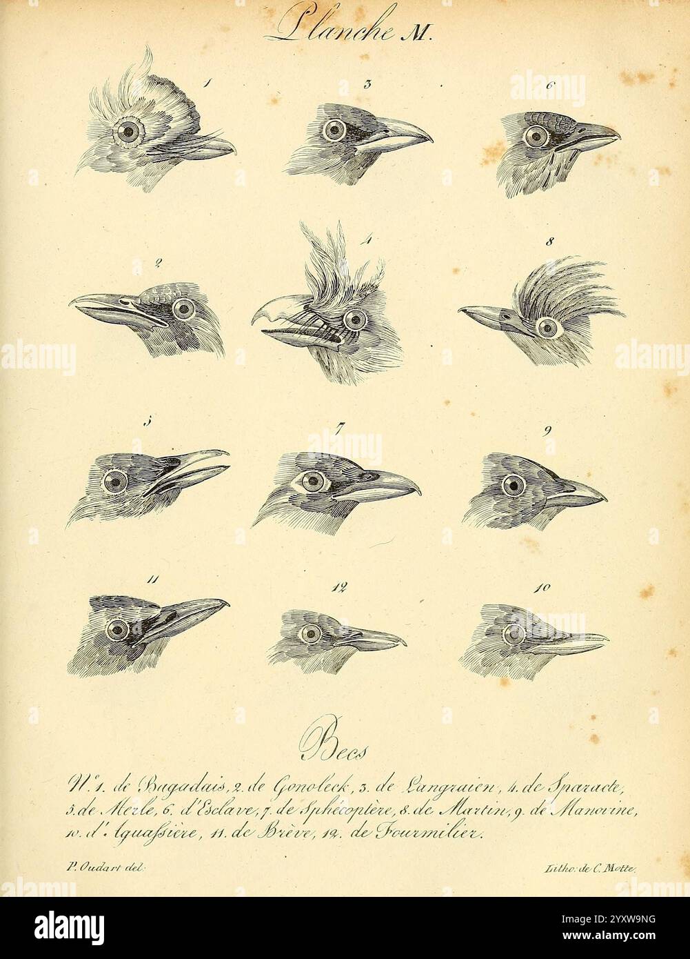 Capturing avian anatomy hi-res stock photography and images - Alamy