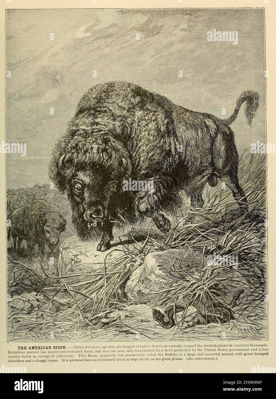 Bisons thick hi-res stock photography and images - Alamy