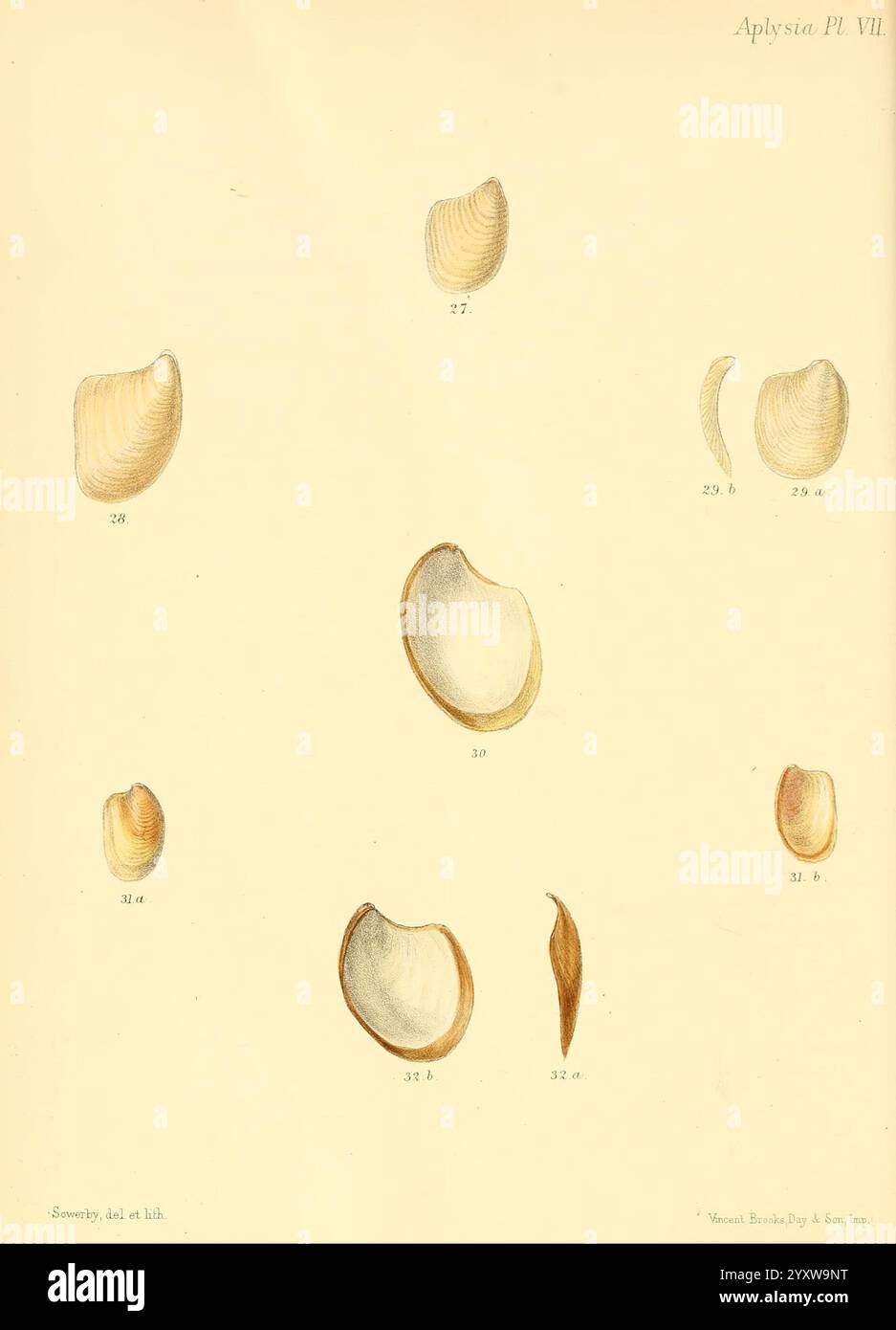 Conchologia Iconica, or Illustrations of the Shells of Molluscous ...