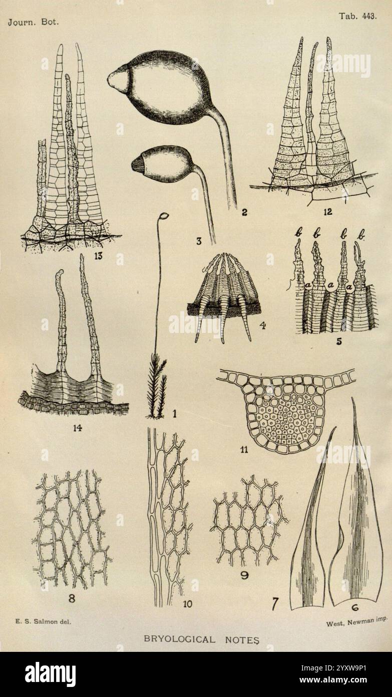 Bryophyte morphology hi-res stock photography and images - Alamy