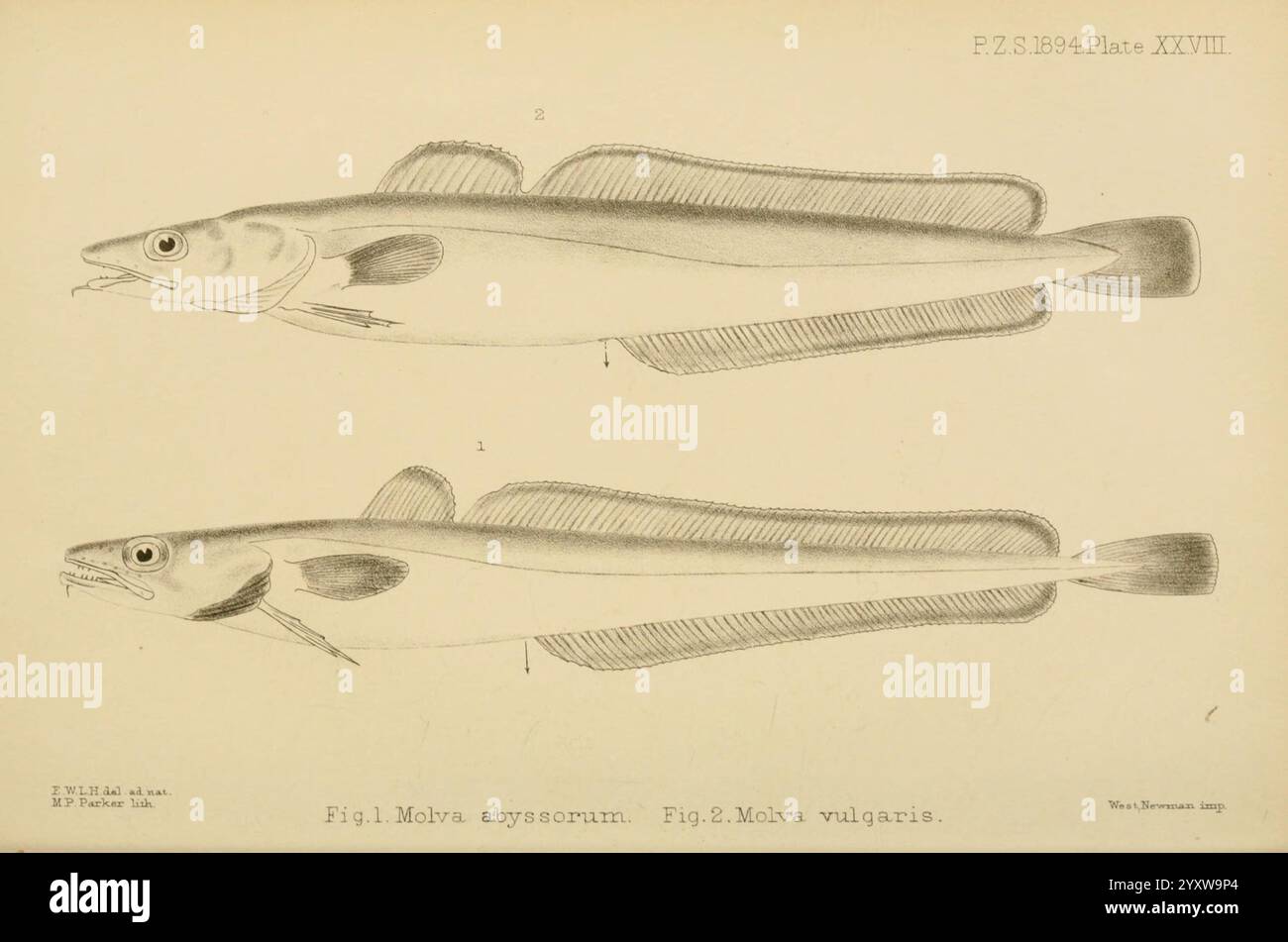 Highlights two additional species hi-res stock photography and images ...