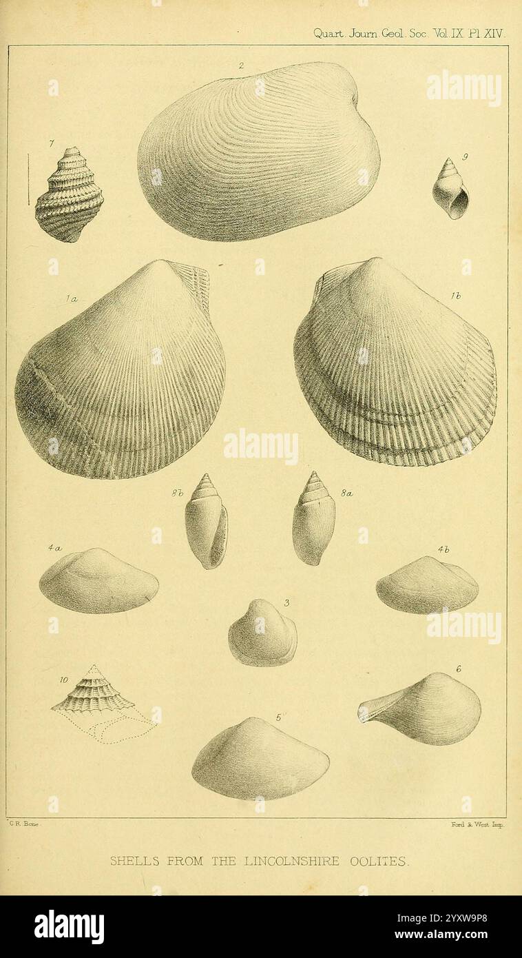 Fan shaped varieties hi-res stock photography and images - Alamy