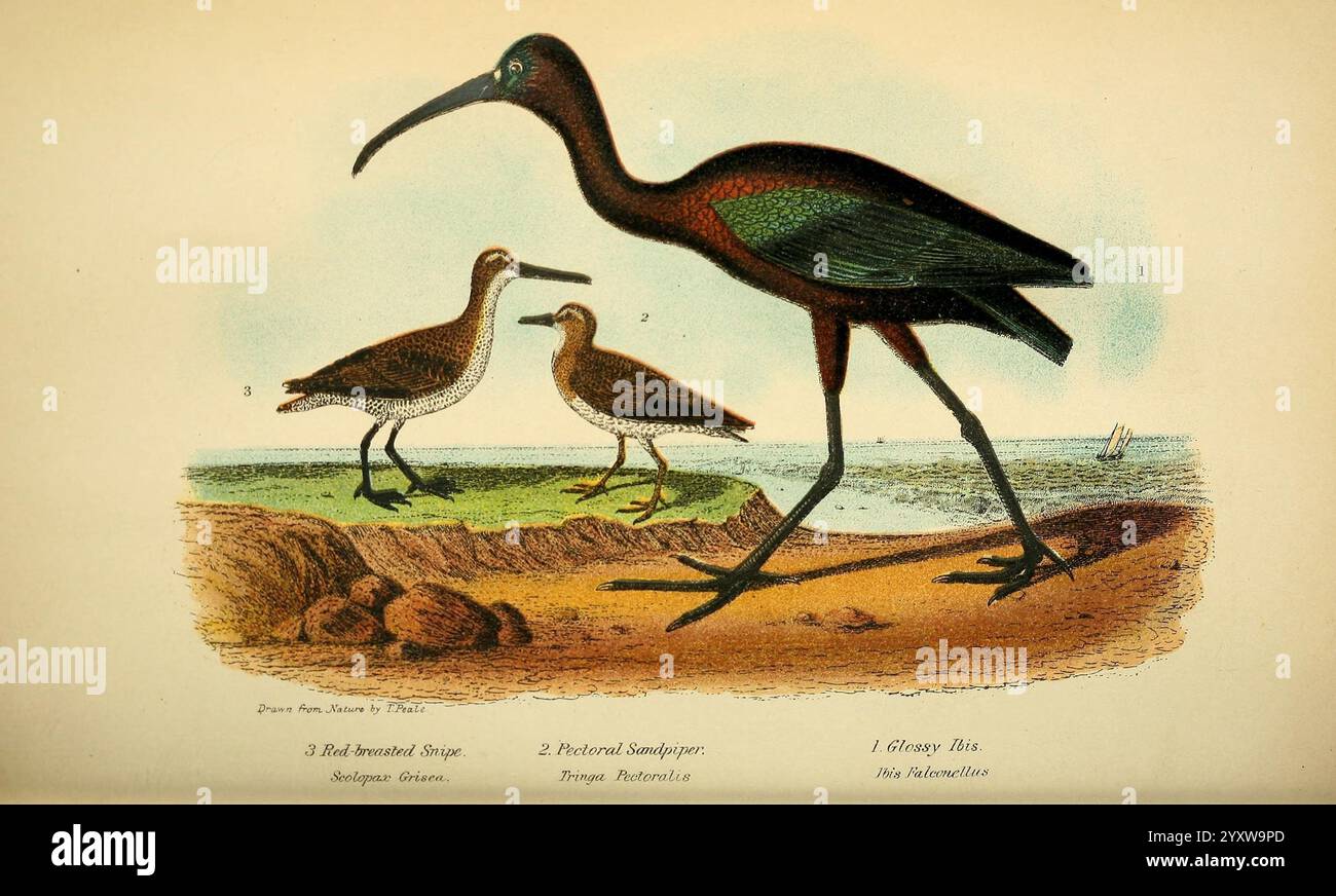 American, ornithology, or The, natural, history, of, the, birds, of ...